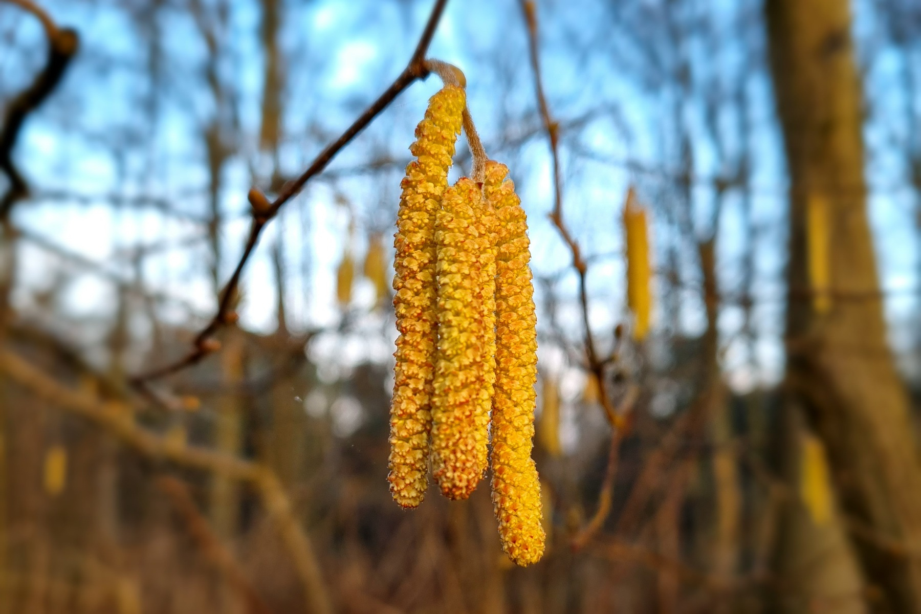 Die gemeine Hasel blüht - Bremer Rhododendron-Park